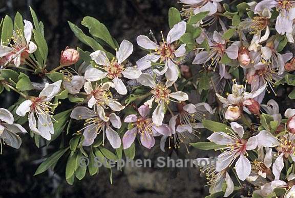 Prunus andersonii