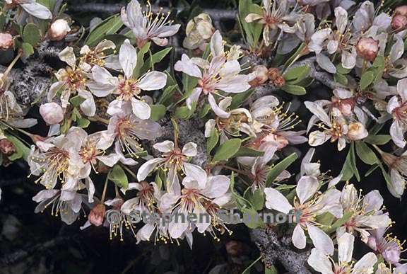 Prunus andersonii