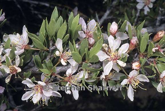 Prunus andersonii