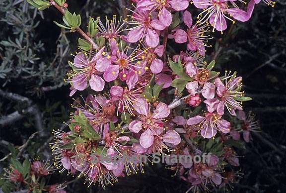 Prunus andersonii