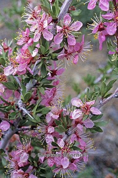 Prunus andersonii