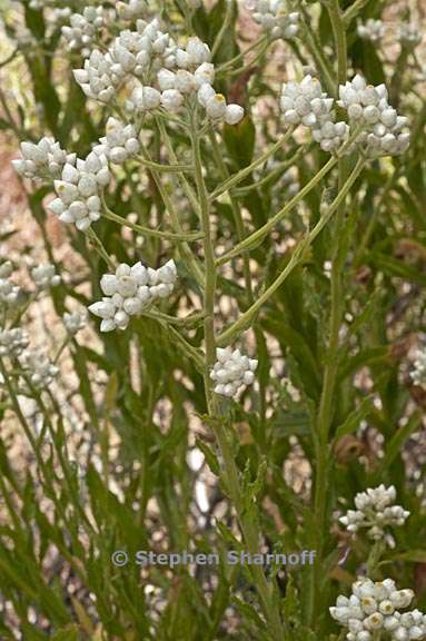 Pseudognaphalium californicum