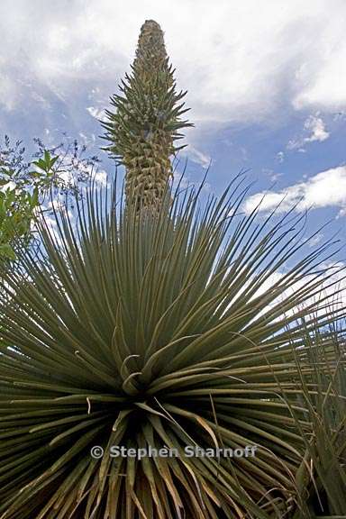 Puya raimondii