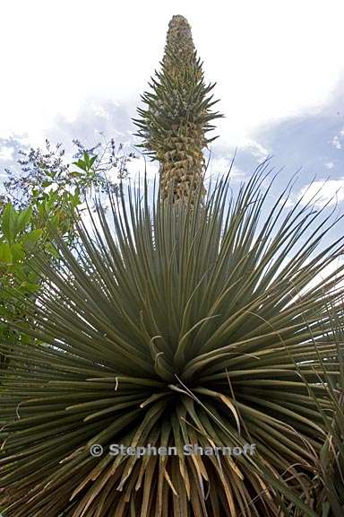Puya raimondii