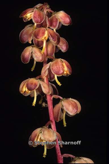 Pyrola aphylla