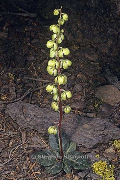 Pyrola picta