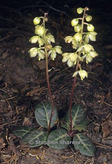 Pyrola picta - Alchetron, The Free Social Encyclopedia