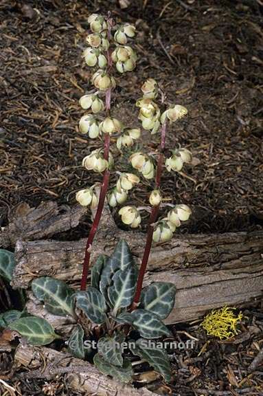 Pyrola picta - Alchetron, The Free Social Encyclopedia