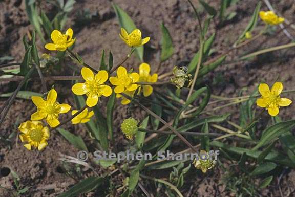 Ranunculus alismifolius var. alismellis