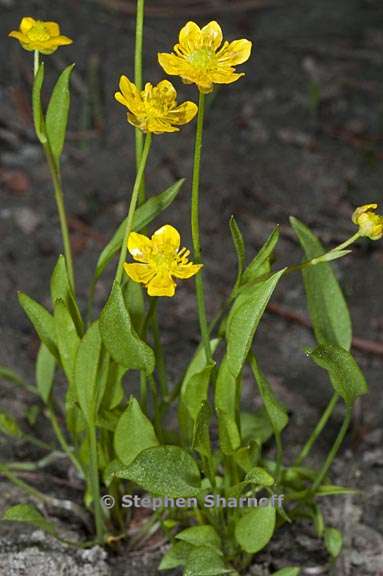 Ranunculus alismifolius var. alismellis