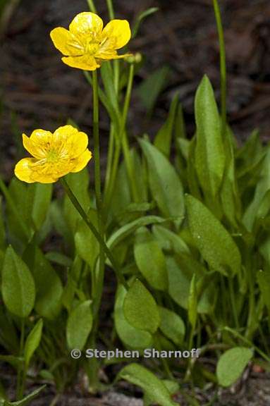 Ranunculus alismifolius var. alismellis
