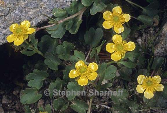 Ranunculus eschscholtzii var. oxynotis