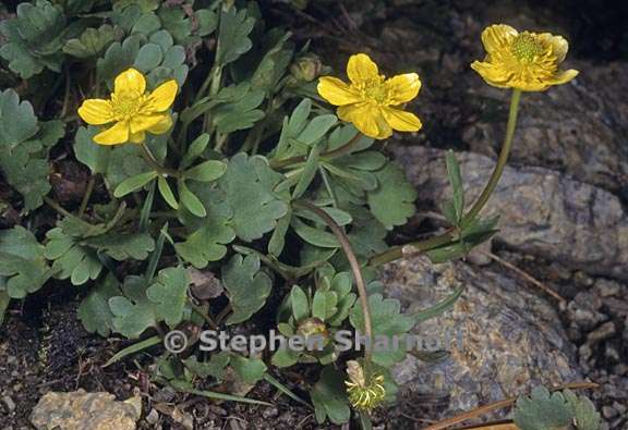 Ranunculus eschscholtzii var. oxynotis