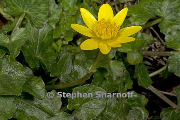 Ranunculus ficaria