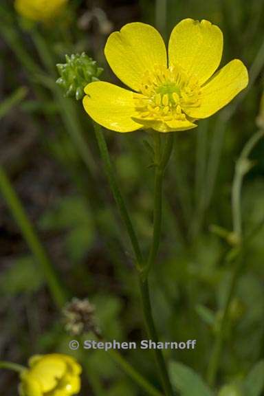 Ranunculus japonicus