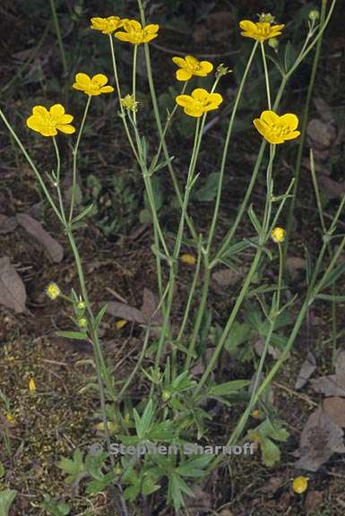 Ranunculus occidentalis