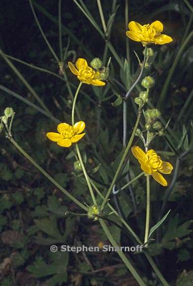 Ranunculus occidentalis var. occidentalis