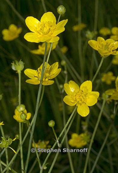 Ranunculus occidentalis var. occidentalis