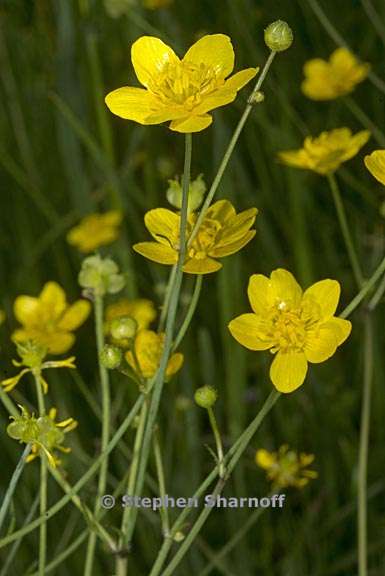 Ranunculus occidentalis var. occidentalis