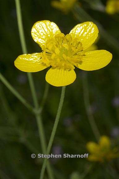 Ranunculus occidentalis var. occidentalis
