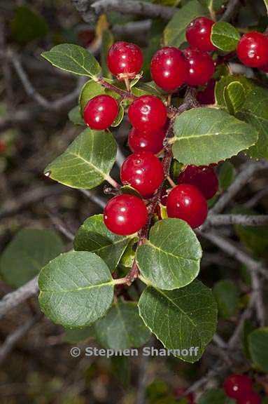 Rhamnus Ilicifolia