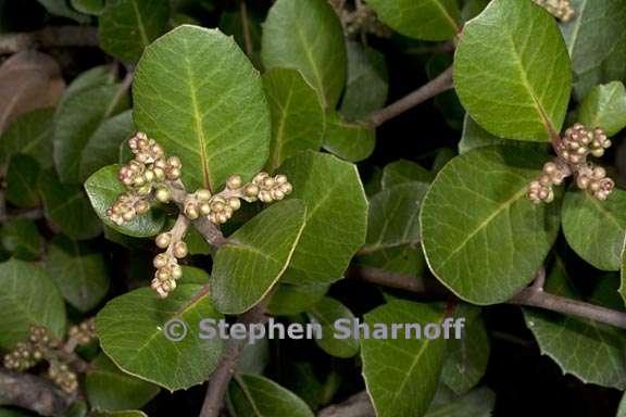 Rhus integrifolia