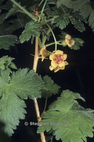 Ribes montigenum