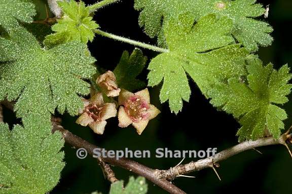 Ribes montigenum