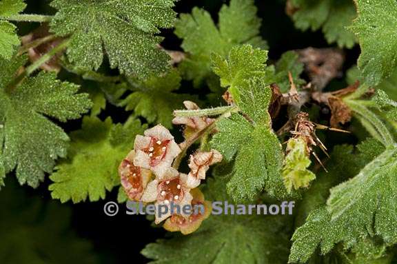Ribes montigenum
