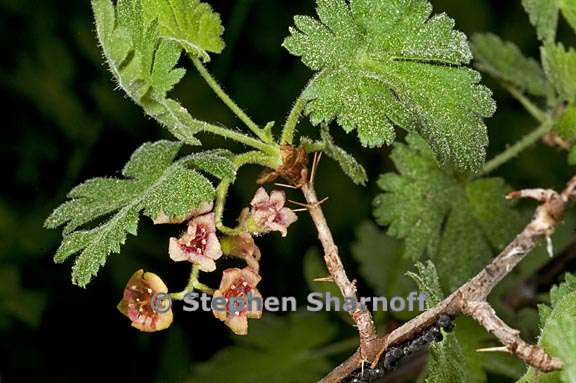 Ribes montigenum