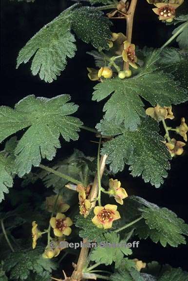 Ribes montigenum