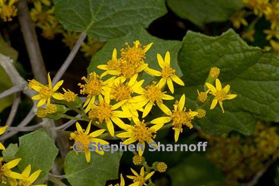 Roldana aschenborniana