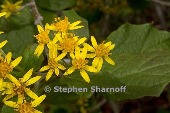 Roldana aschenborniana