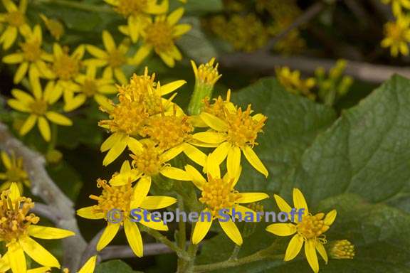 Roldana aschenborniana