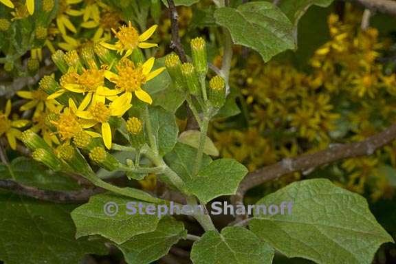 Roldana aschenborniana