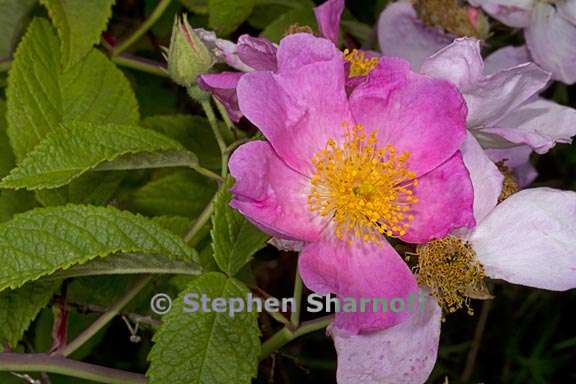 Rosa setigera
