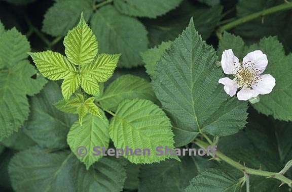 Rubus armeniacus