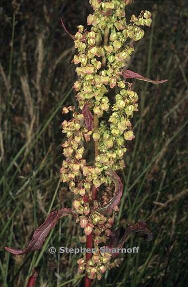 Rumex conglomeratus