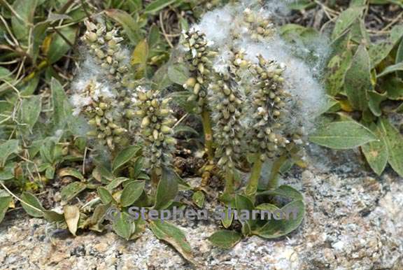 Salix petrophila
