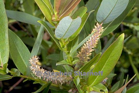Salix prolixa
