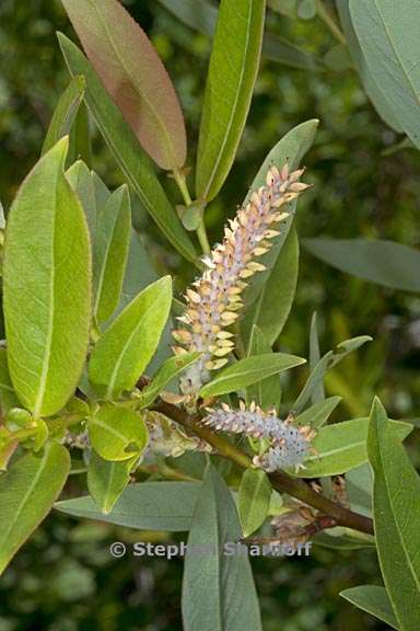 Salix prolixa