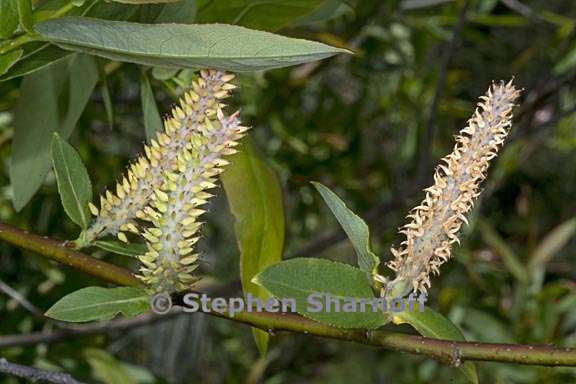 Salix prolixa