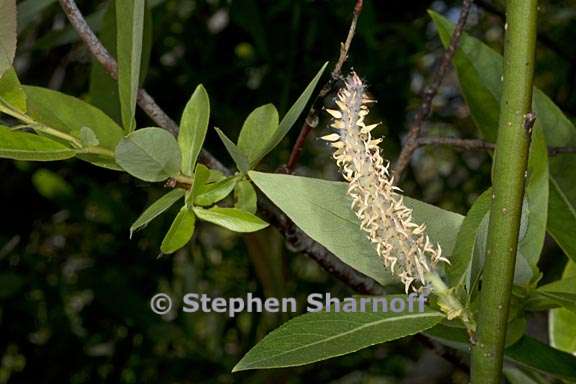 Salix prolixa
