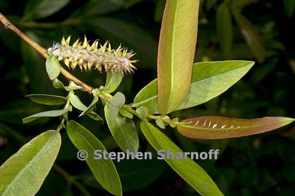 Salix prolixa