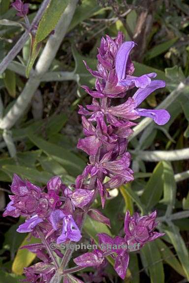 Salvia canariensis