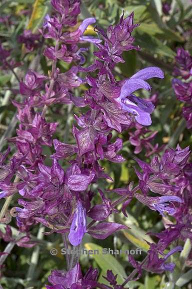Salvia canariensis