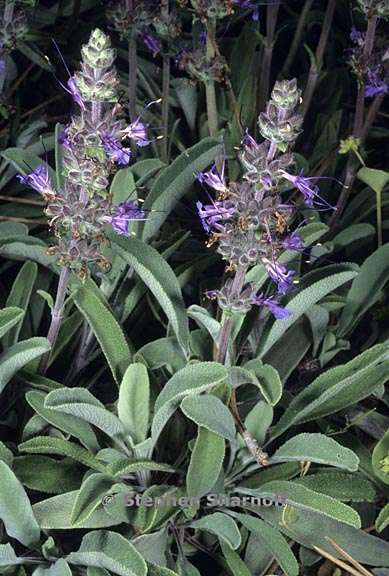 Salvia sonomensis