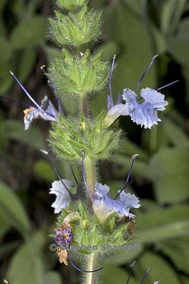 Salvia sonomensis
