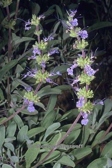 Salvia sonomensis
