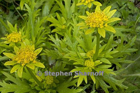 Sanicula arctopoides